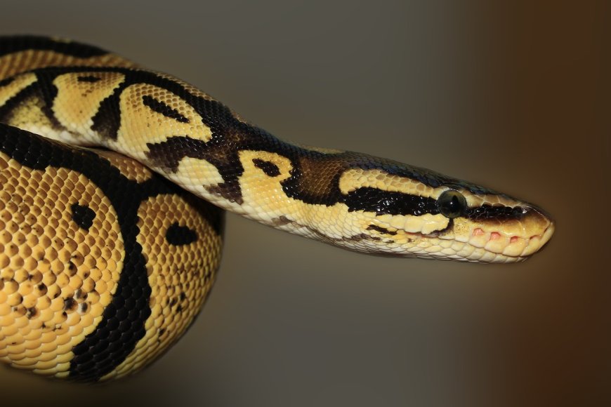 Green Anaconda Facts for Kids – The World’s Heaviest Snake - Academic Kids