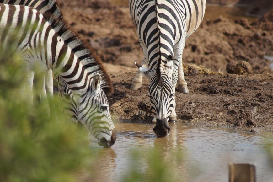Zebras: Striped Wonders of the African Plains – Facts, Adaptations, and ...