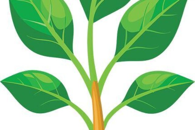 Vascular Plants for Kids – Types, Functions, and Fun Facts - Academic Kids