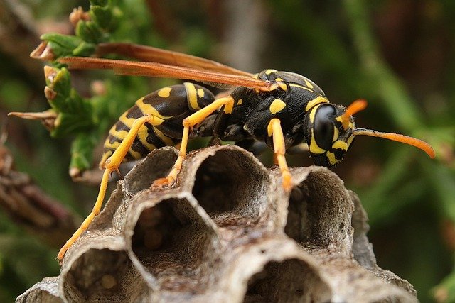 Wasps for Kids: Fascinating Facts, Life Cycle, and Importance in Nature ...