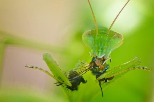 Praying Mantises for Kids: Facts, Life Cycle, and Amazing Hunters ...