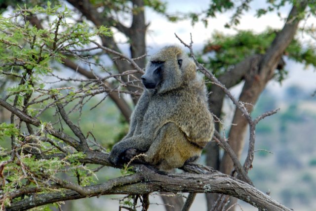 All About Baboons for Students: Social Primates of the Savanna ...