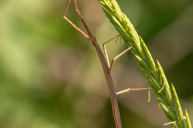 Giant Walking Sticks for Kids: Amazing Facts, Life Cycle, and ...