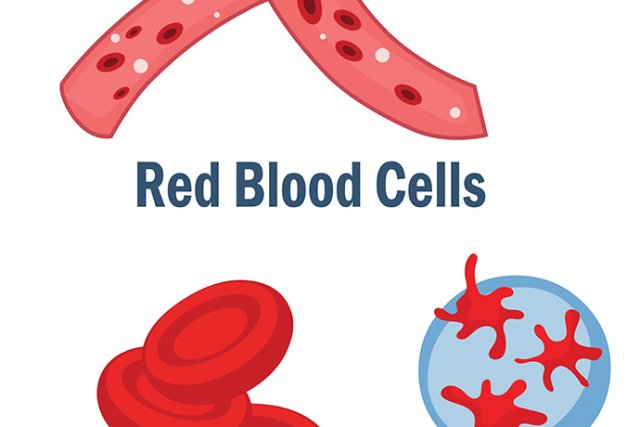 Blood Vessels for Kids – Arteries, Veins, and Capillaries Explained ...