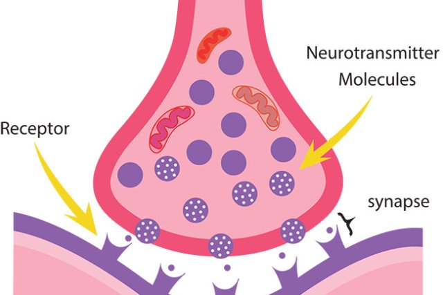 Motor Nerves: How the Brain Controls Movement - Academic Kids